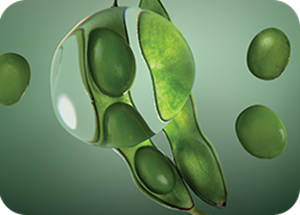 Ingredients We Use | Biolage